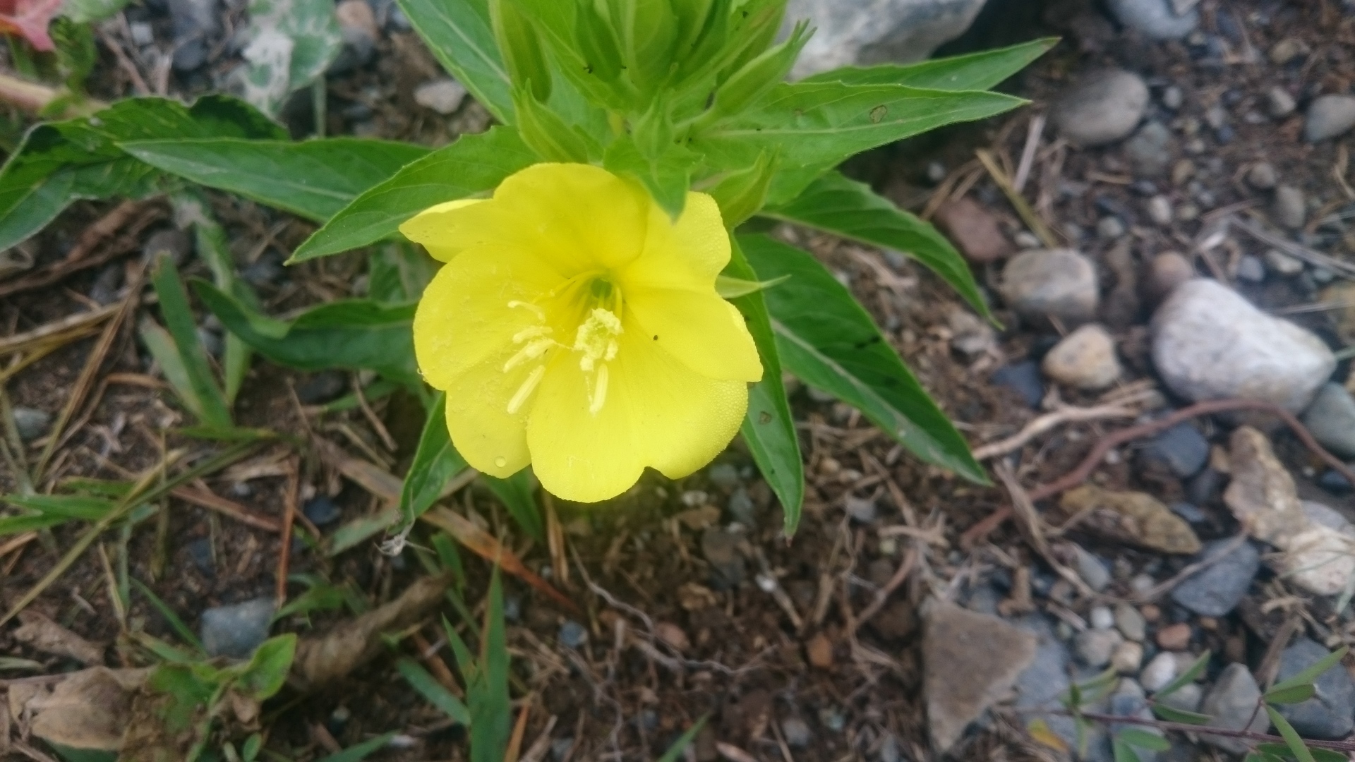 「どうしたぃ！」: 2022年の夏〜